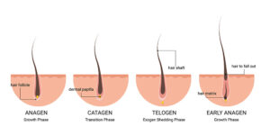 A Guide To The Hair Growth Cycle & Hair Growth
